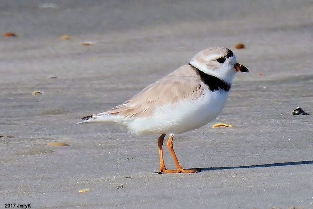 Piping Plover