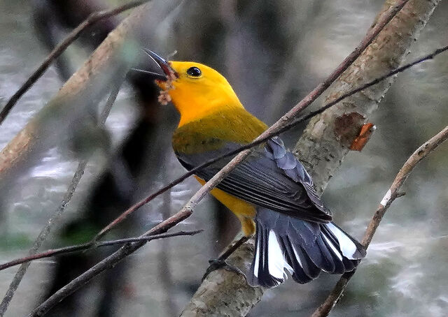 Prothonotary Warbler