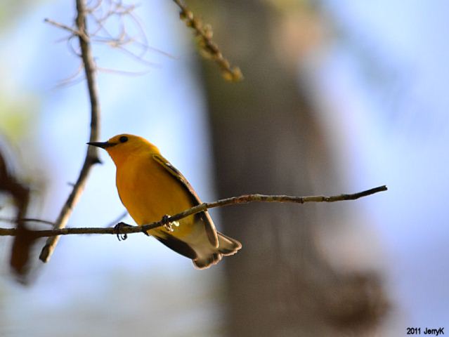 Prothonotary Warbler