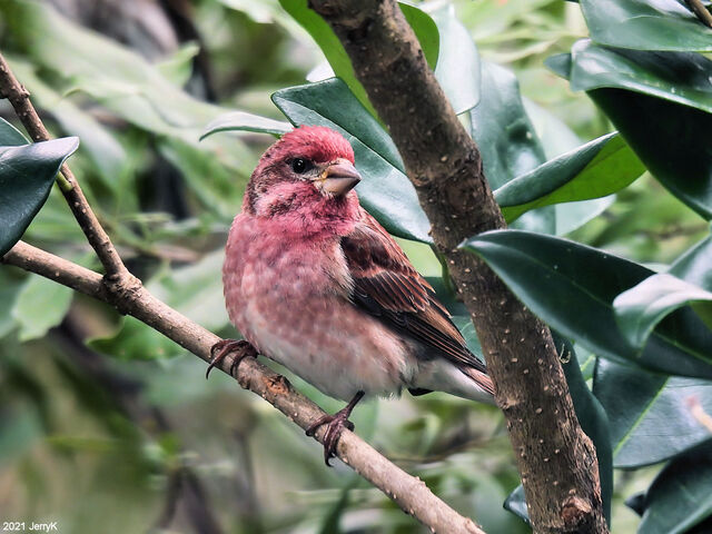 Purple Finch