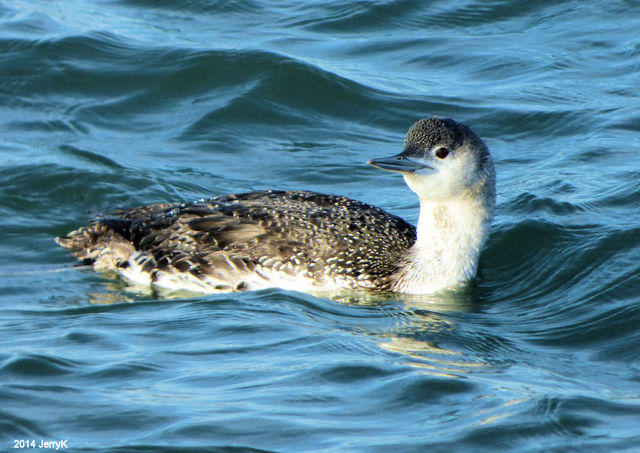 Red-throated Loon