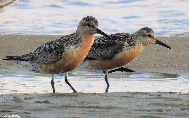 Red Knot