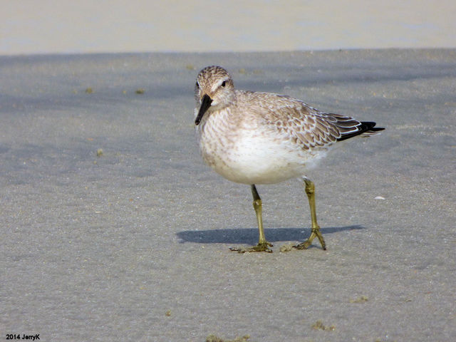 Red Knot
