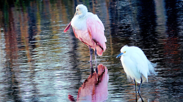 Roseate Spoonbill