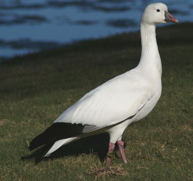 Ross's Geese