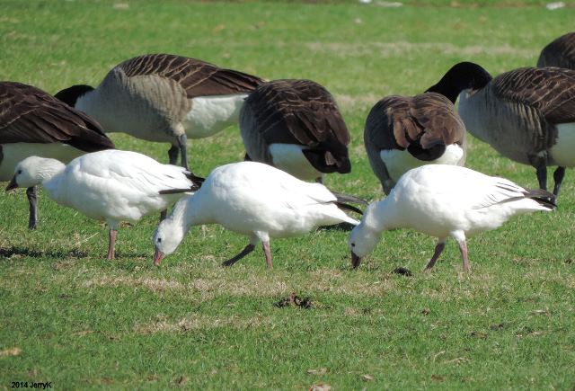 Ross's Geese