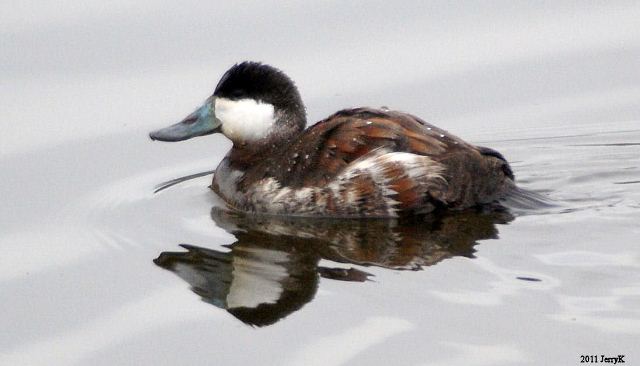 Ruddy Duck