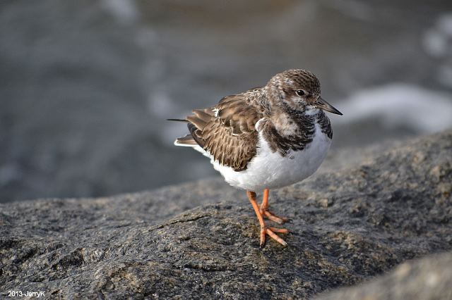 Ruddy Turnstone