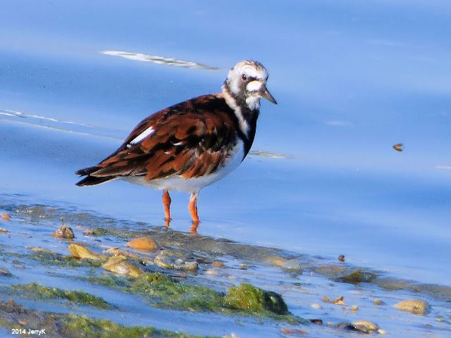 Ruddy Turnstone