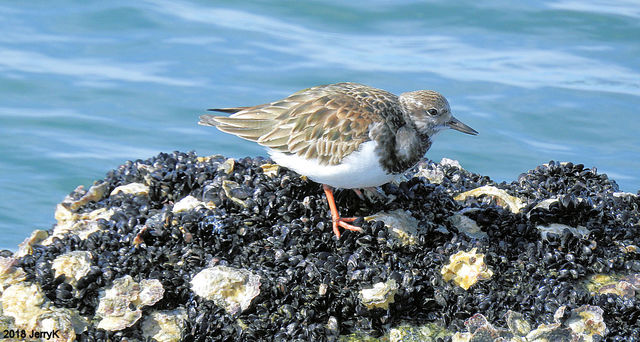 Ruddy Turnstone