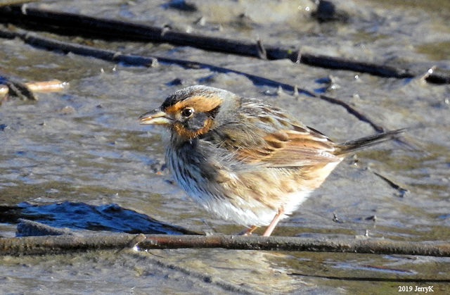 Saltmarsh Sparrow