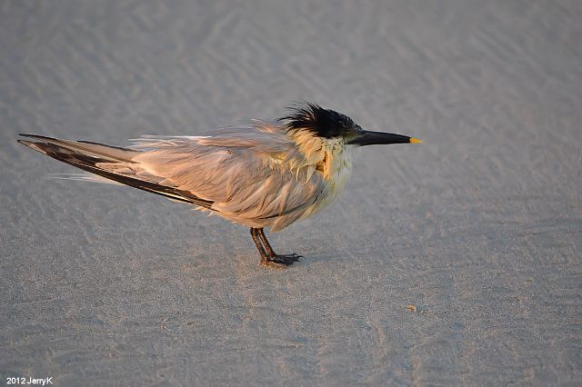 Sandwich Tern