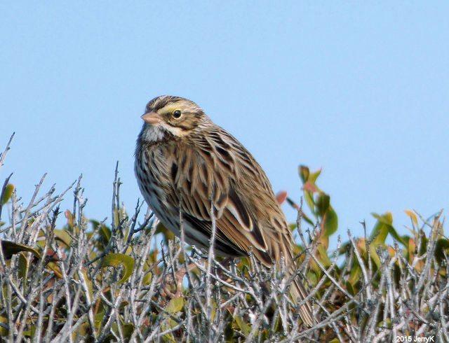 Savannah Sparrow