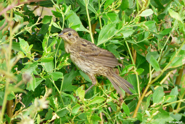 Seaside Sparrow
