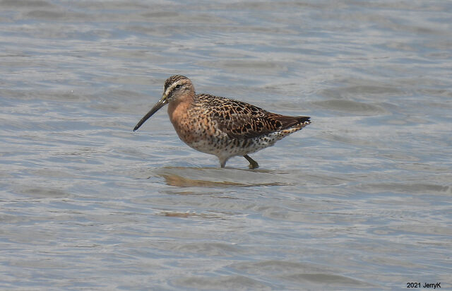 Short-billed Dowitcher
