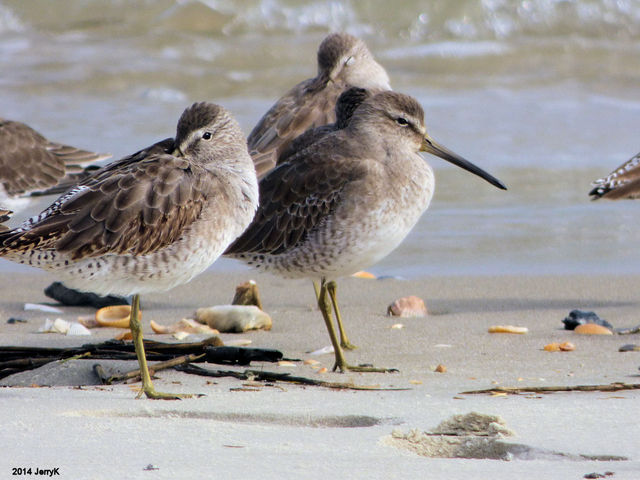 Short-billed Dowitcher
