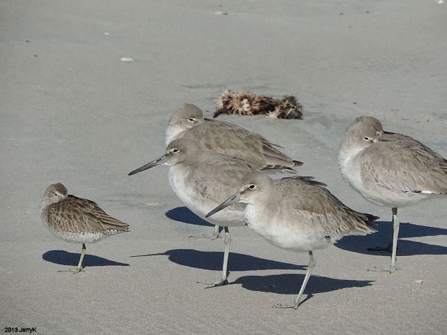 Short-billed Dowitcher and Willets