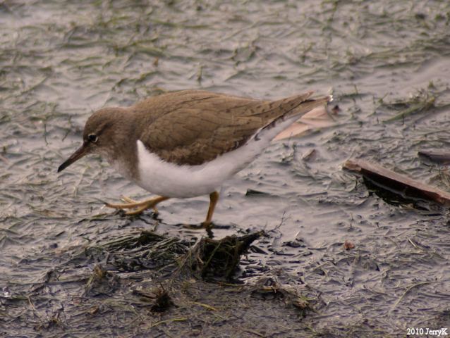 Spotted Sandpiper