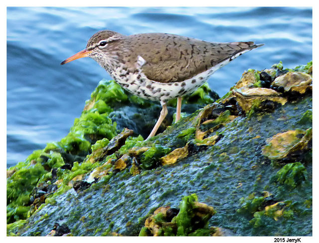 Spotted Sandpiper