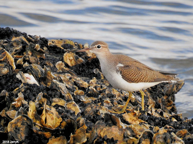 Spotted Sandpiper