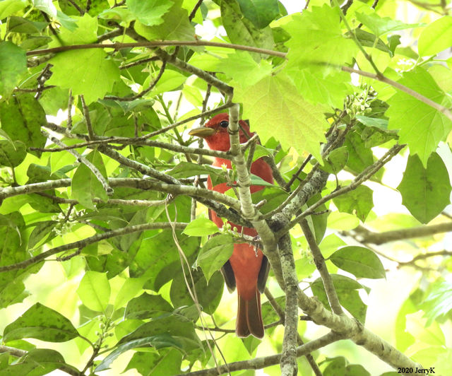 Summer Tanager