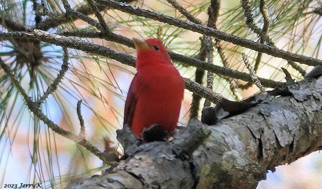 Summer Tanager