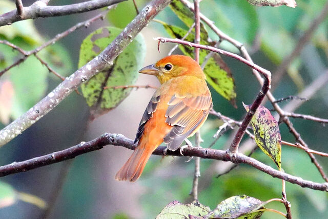 Summer Tanager
