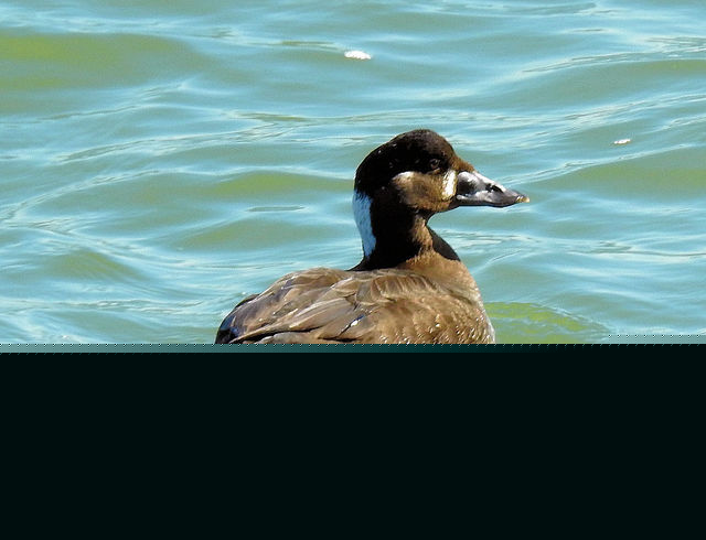 Surf Scoter