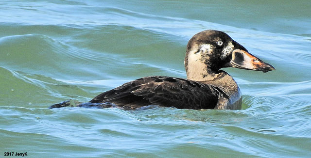 Surf Scoter