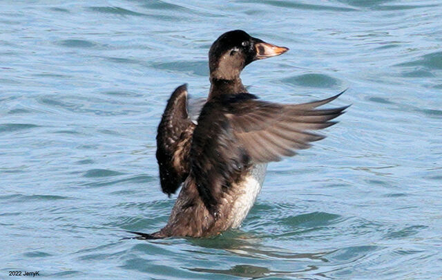 Surf Scoter