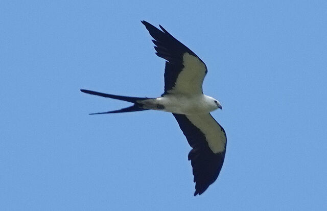 Swallow-tailed Kite