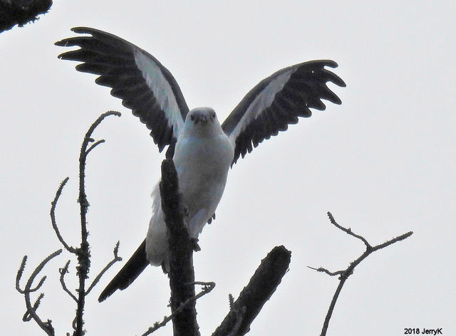 Swallow-tailed Kite