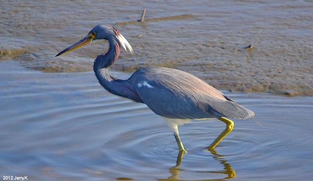 Tricolored Heron