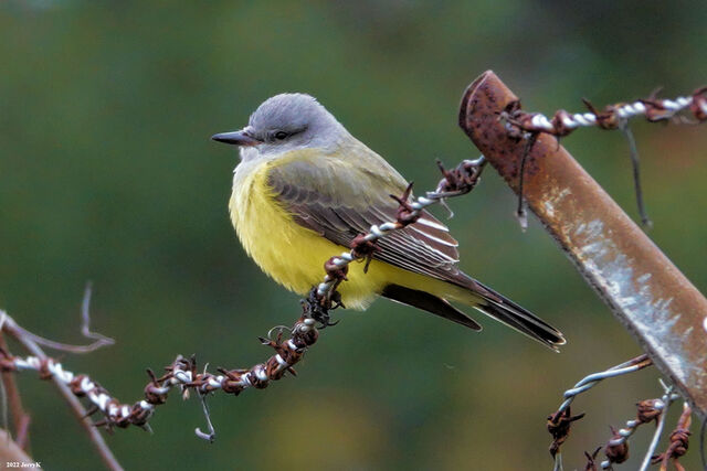 Western Kingbird