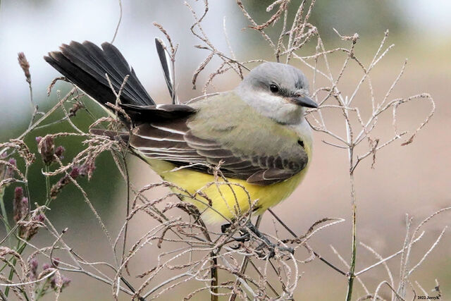 Western Kingbird