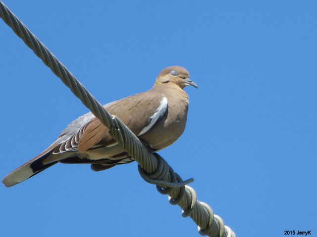 White-winged Dove