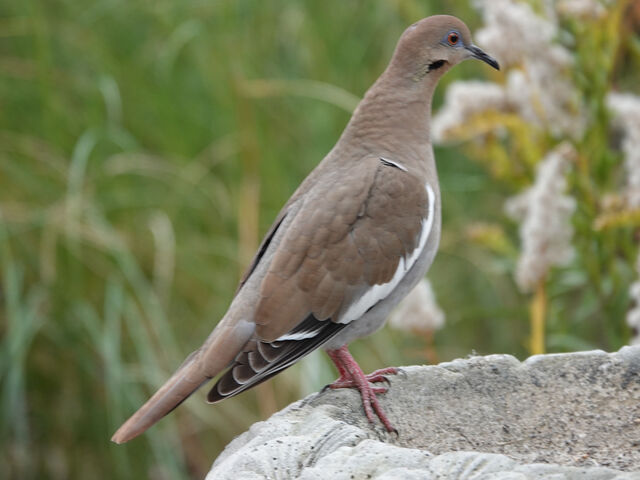 White-winged Dove