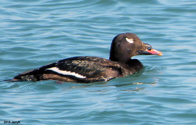 White-winged Scoter