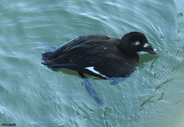 White-winged Scoter