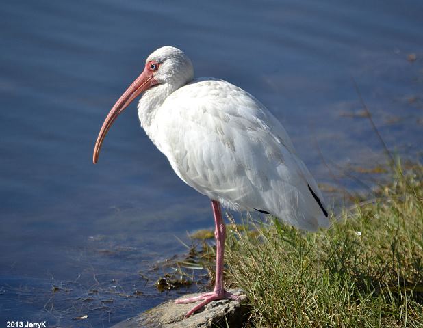 White Ibis