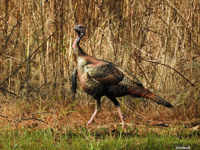 Wild Turkey