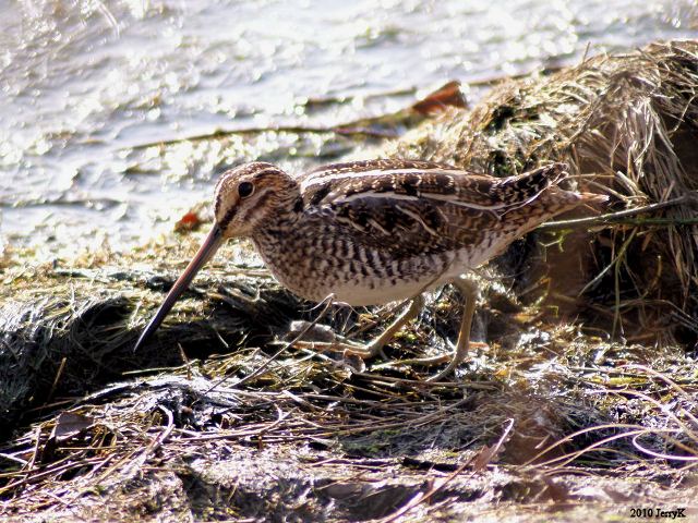 Wilson's Snipe