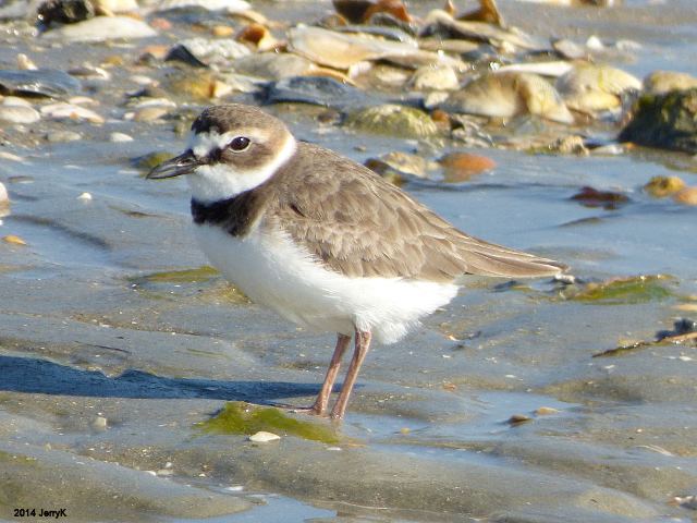 Wilson's Plover