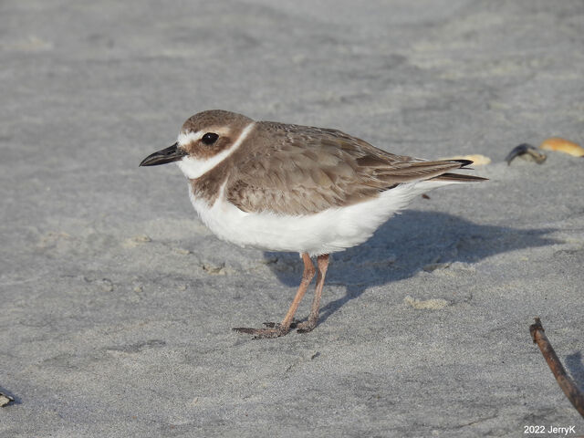 Wilson's Plover