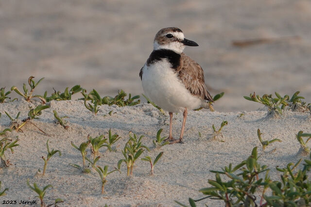 Wilson's Plover