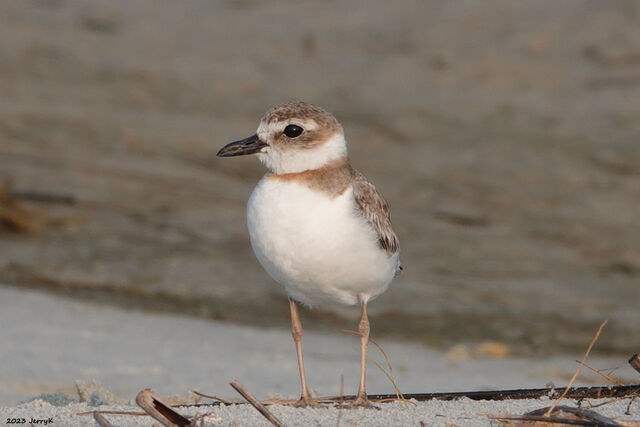 Wilson's Plover
