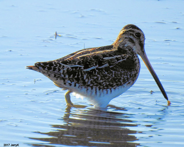 Wilson's Snipe