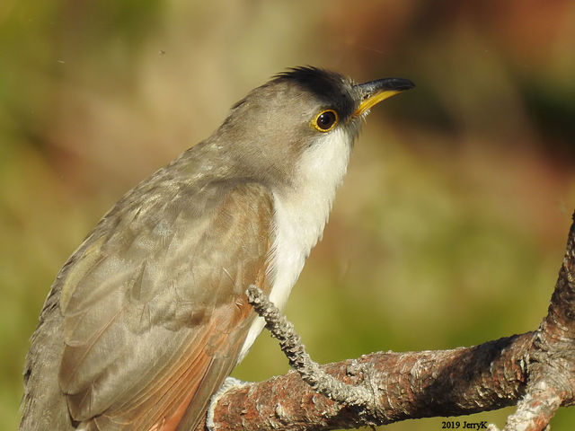 Yellow-billed Cuckoo