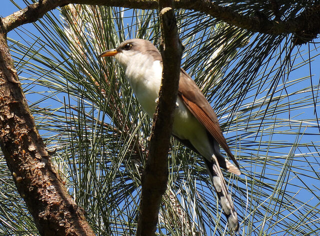 Yellow-billed Cuckoo