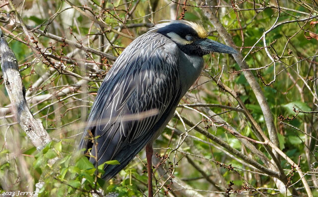 Yellow-crowned Night-Heron
